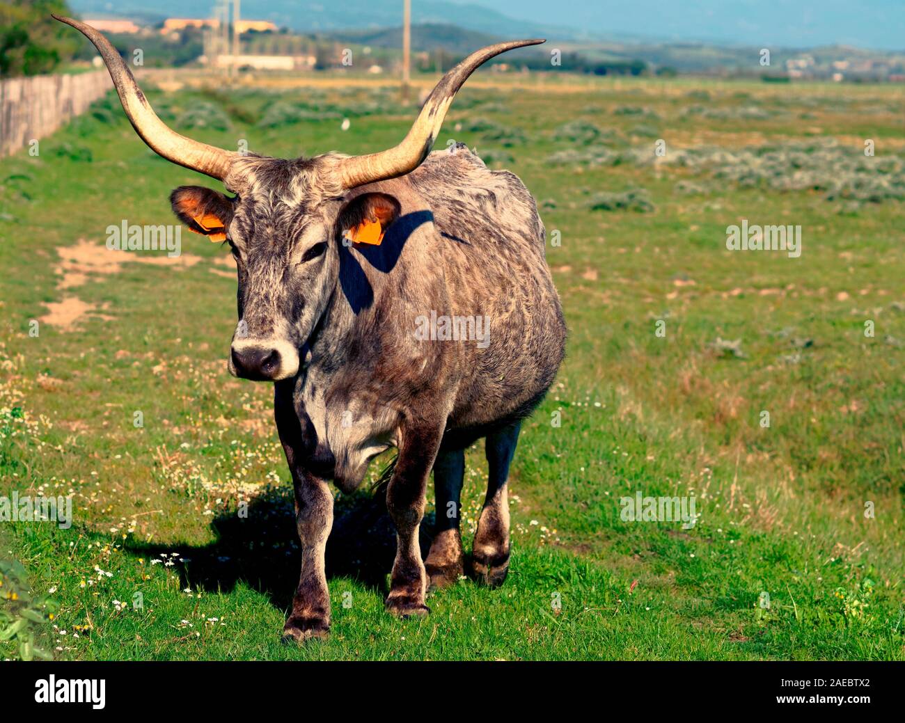 Maremmana breed cow on pasture in southern Tuscany, Italy, toned Stock ...