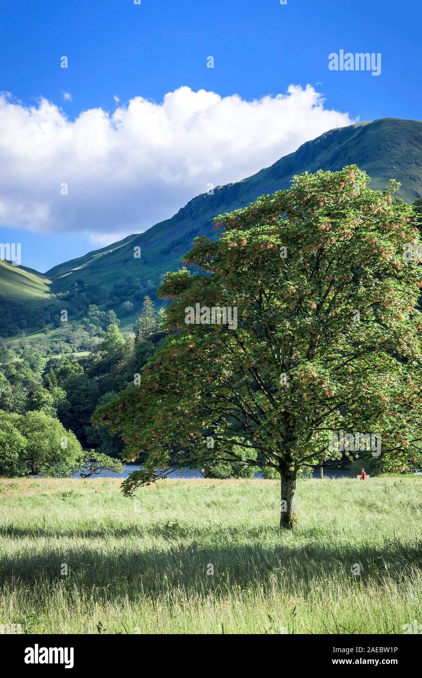 Shadow tree in Ullswater, Lake District, UK Stock Photo - Alamy