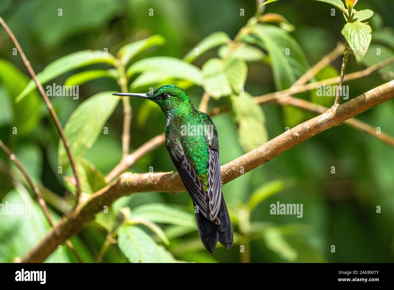 Costa rican hummingbird hi-res stock photography and images - Alamy