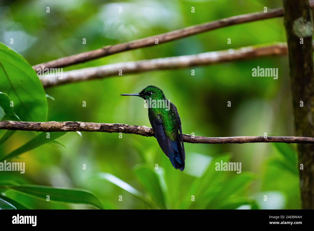 Costa rican hummingbird hi-res stock photography and images - Alamy