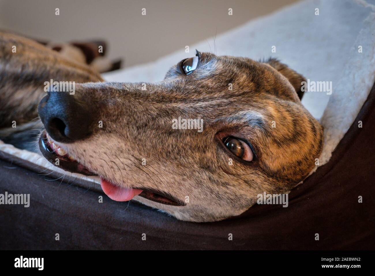 A brindle Greyhound lies in her bed with her tongue hanging out Stock ...