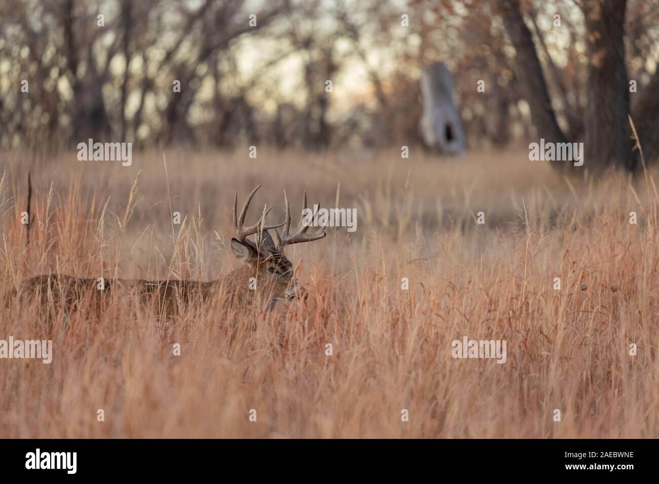 Whitetail Deer Buck During the fall Rut Stock Photo - Alamy