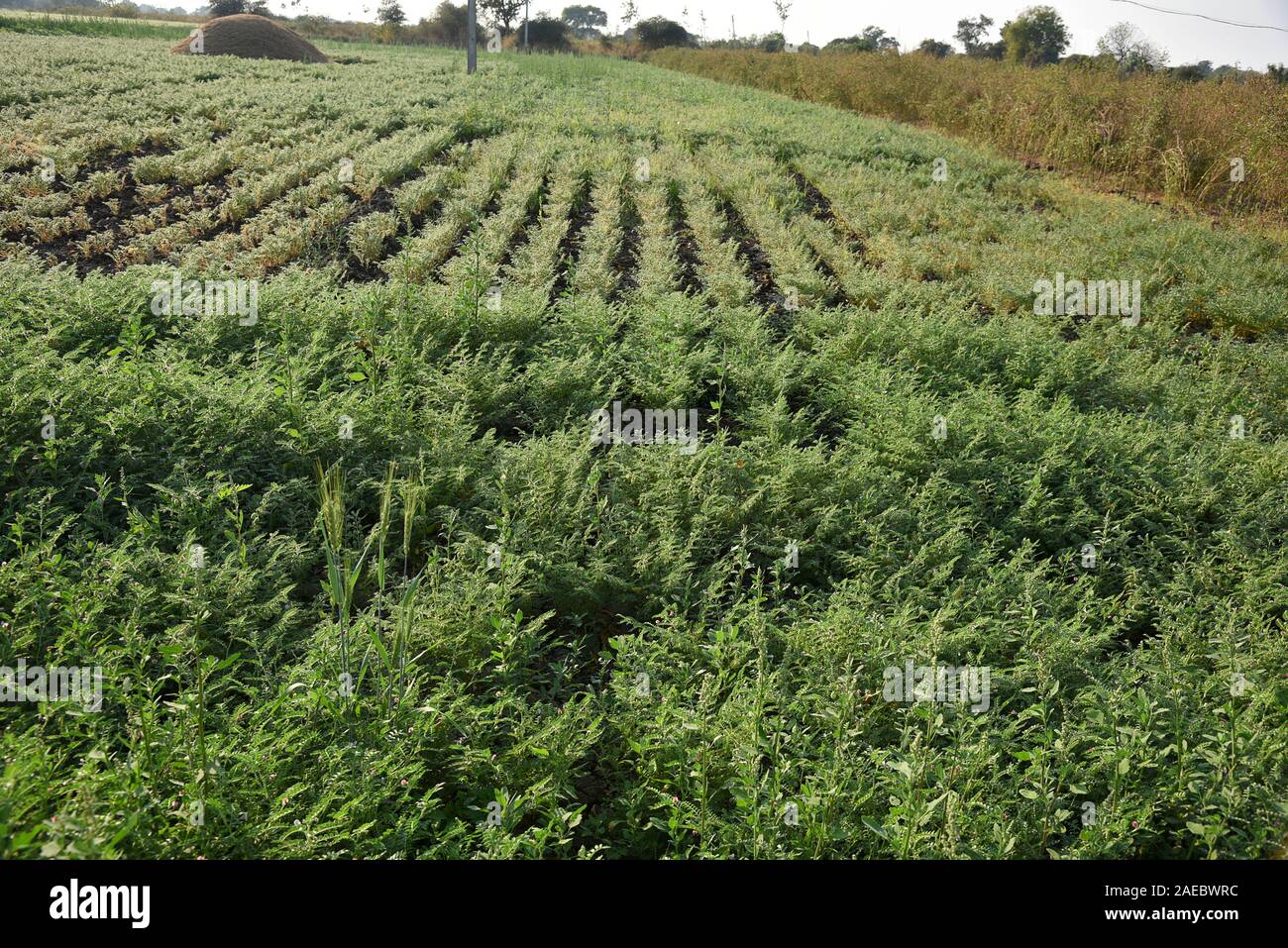 Chickpeas farm field, Chickpeas pod with green young plants in the farm ...