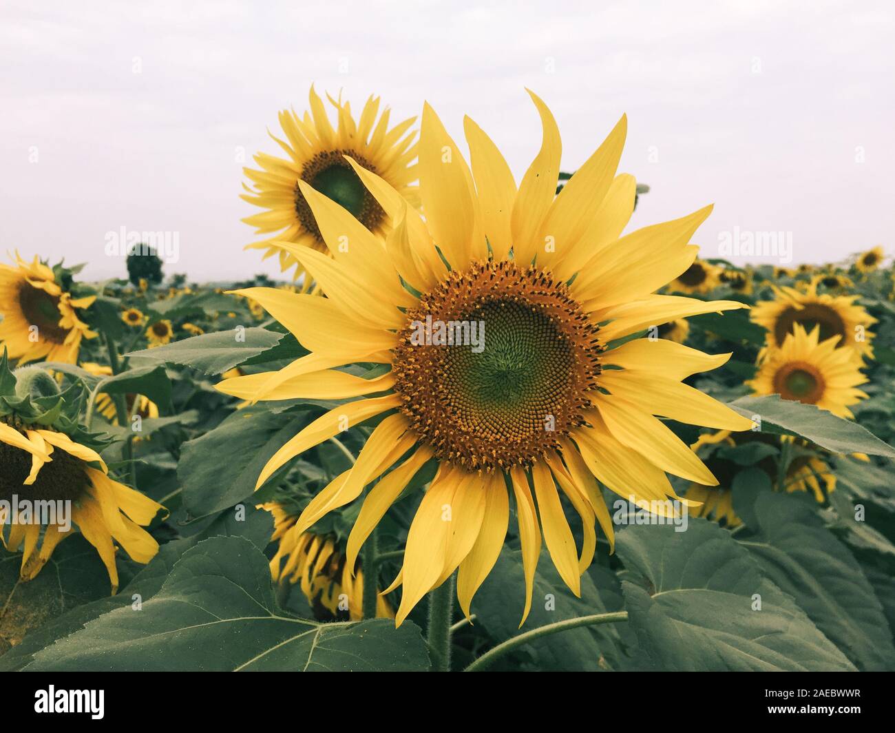 Sunflower on the field at sunny day in Hanoi, Vietnam Stock Photo - Alamy