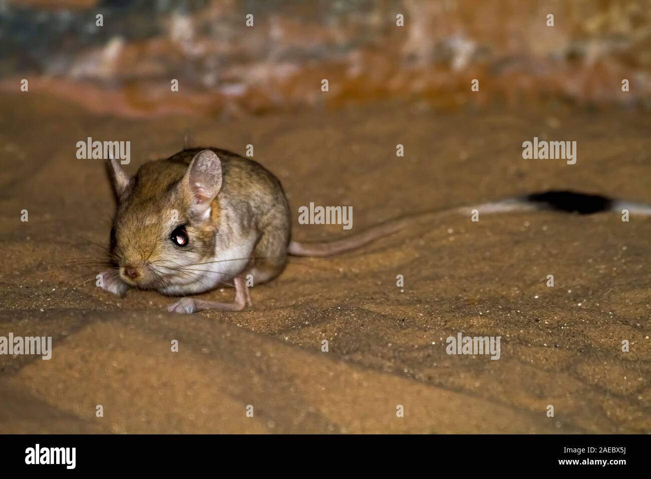 Jerboa egyptian hi-res stock photography and images - Alamy