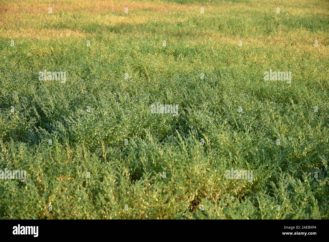 Chickpeas farm field, Chickpeas pod with green young plants in the farm ...