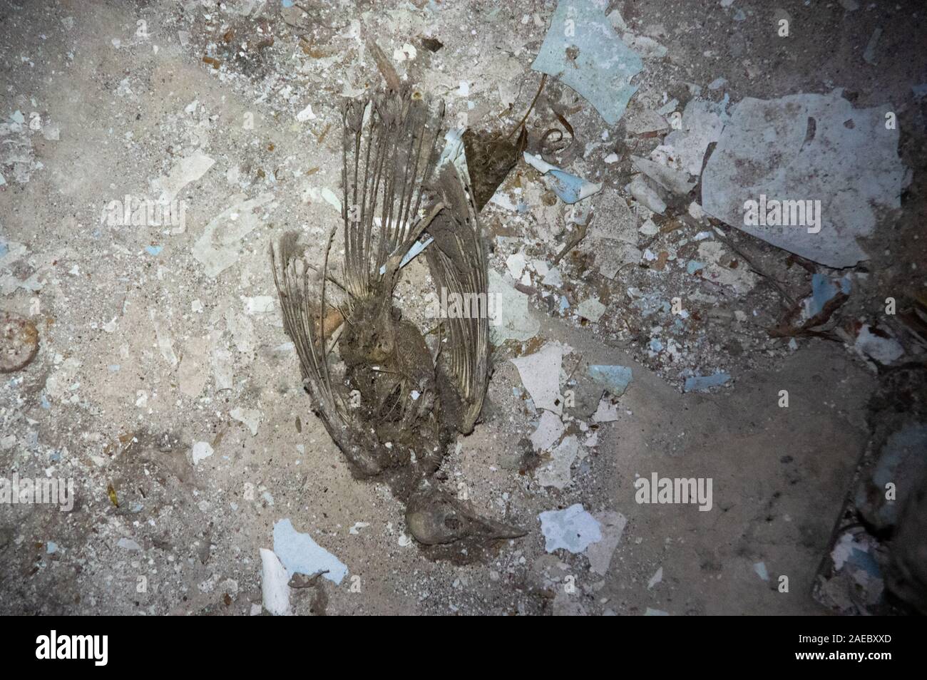 Bird corpse hi-res stock photography and images - Alamy