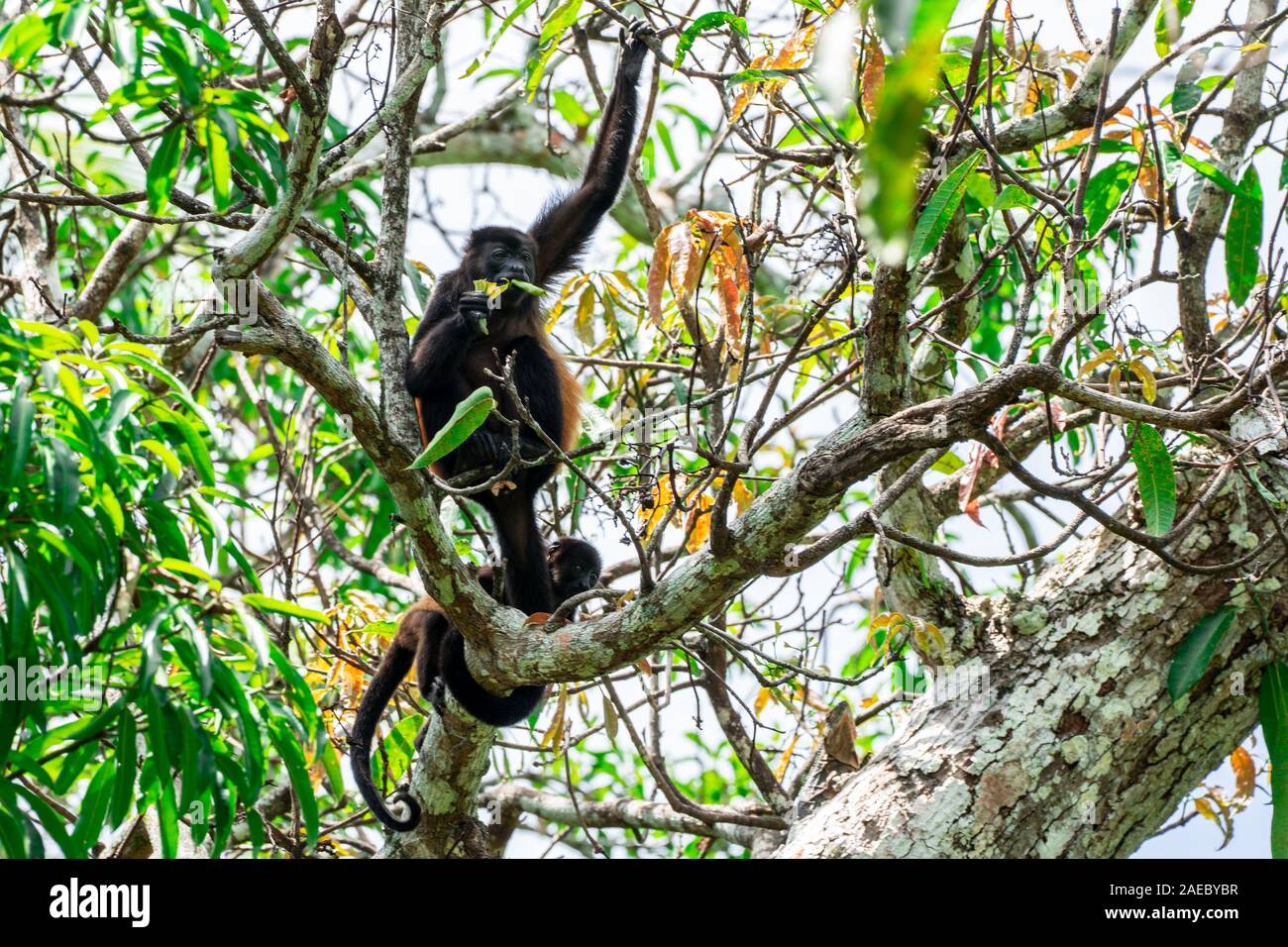 Monkey swinging from tree in hi-res stock photography and images - Alamy