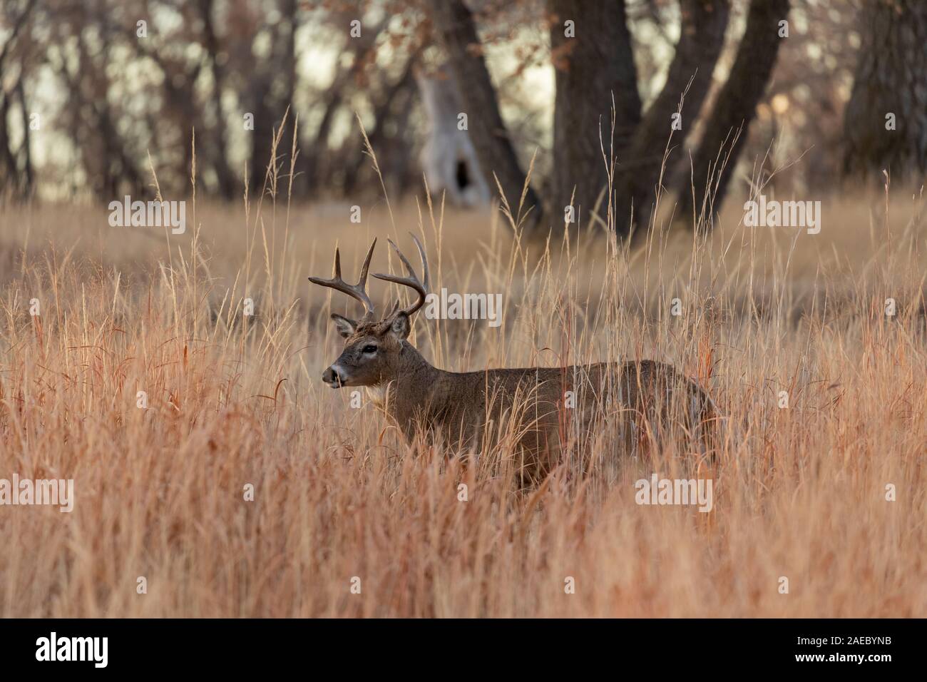 Whitetail Deer Buck During the fall Rut Stock Photo - Alamy
