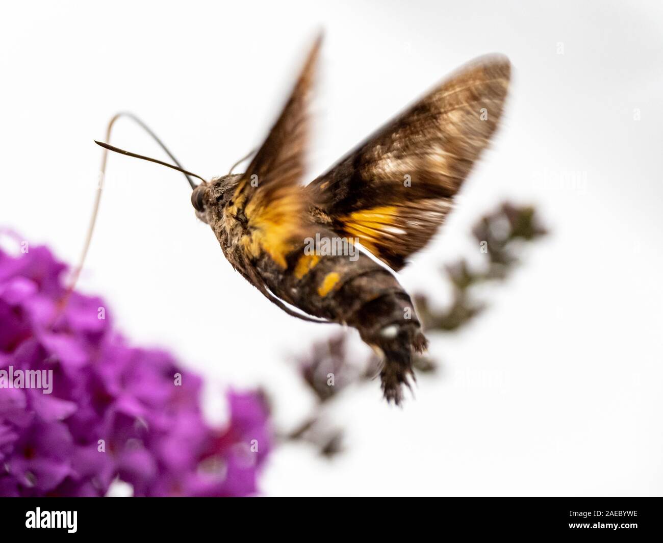 A burnt-spot hummingbird hawkmoth (Macroglossum pyrrhosticta) hovers ...