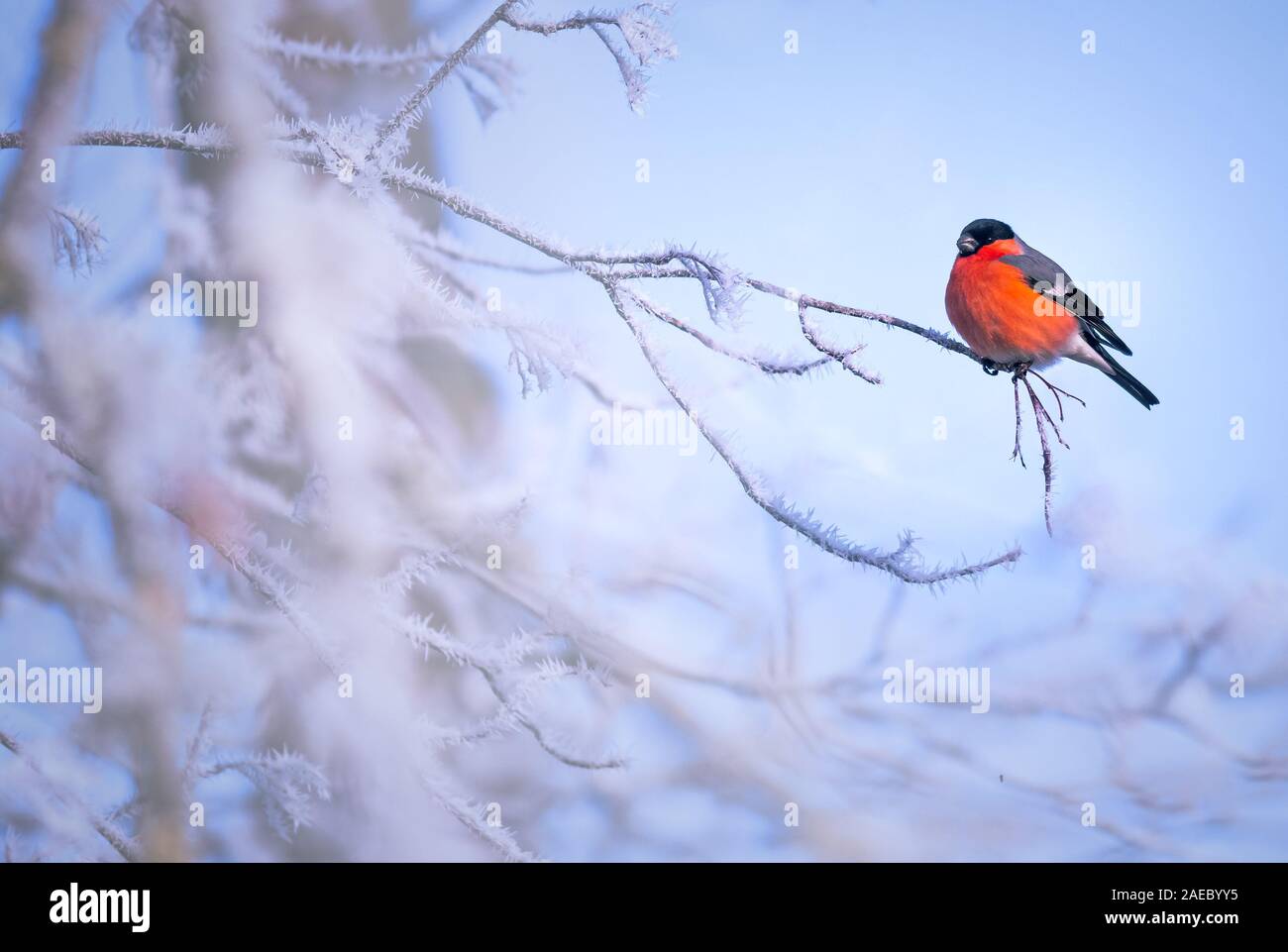 Winter bird ice claws hi-res stock photography and images - Alamy