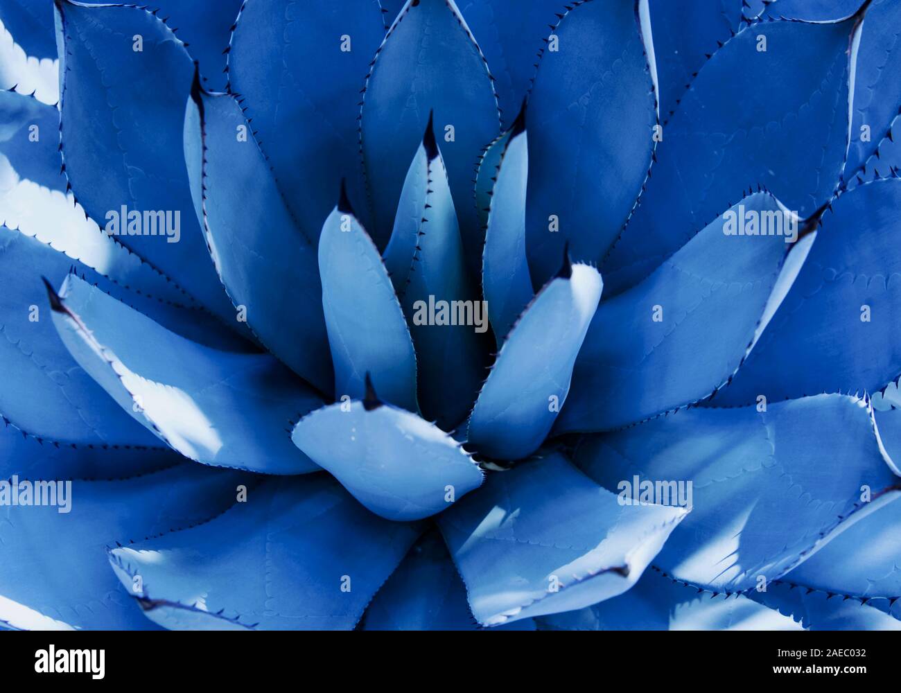 Blue agave plant hi-res stock photography and images - Alamy