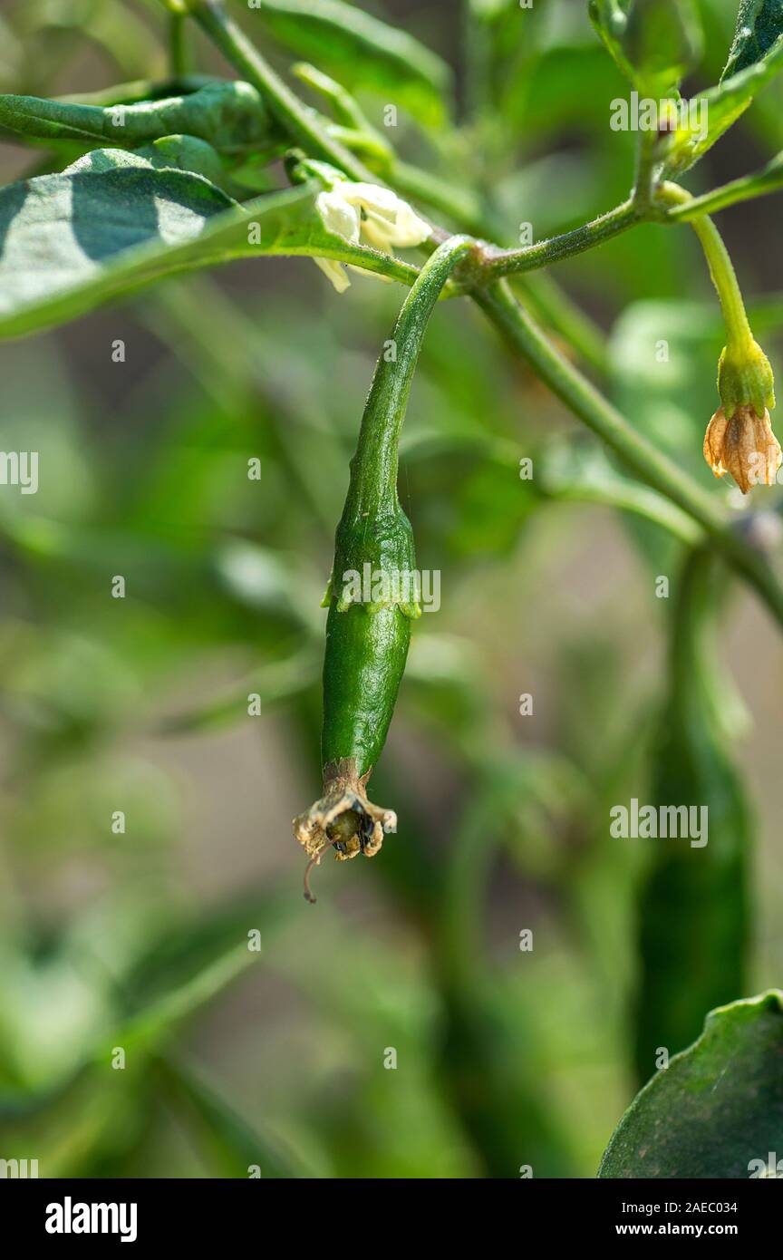 closeup of Green organic chili pepper on young plant at farm field ...
