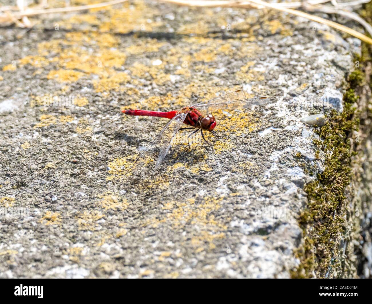 A scarlet skimmer dragonfly, Crocothemis servilia, rests on the ...