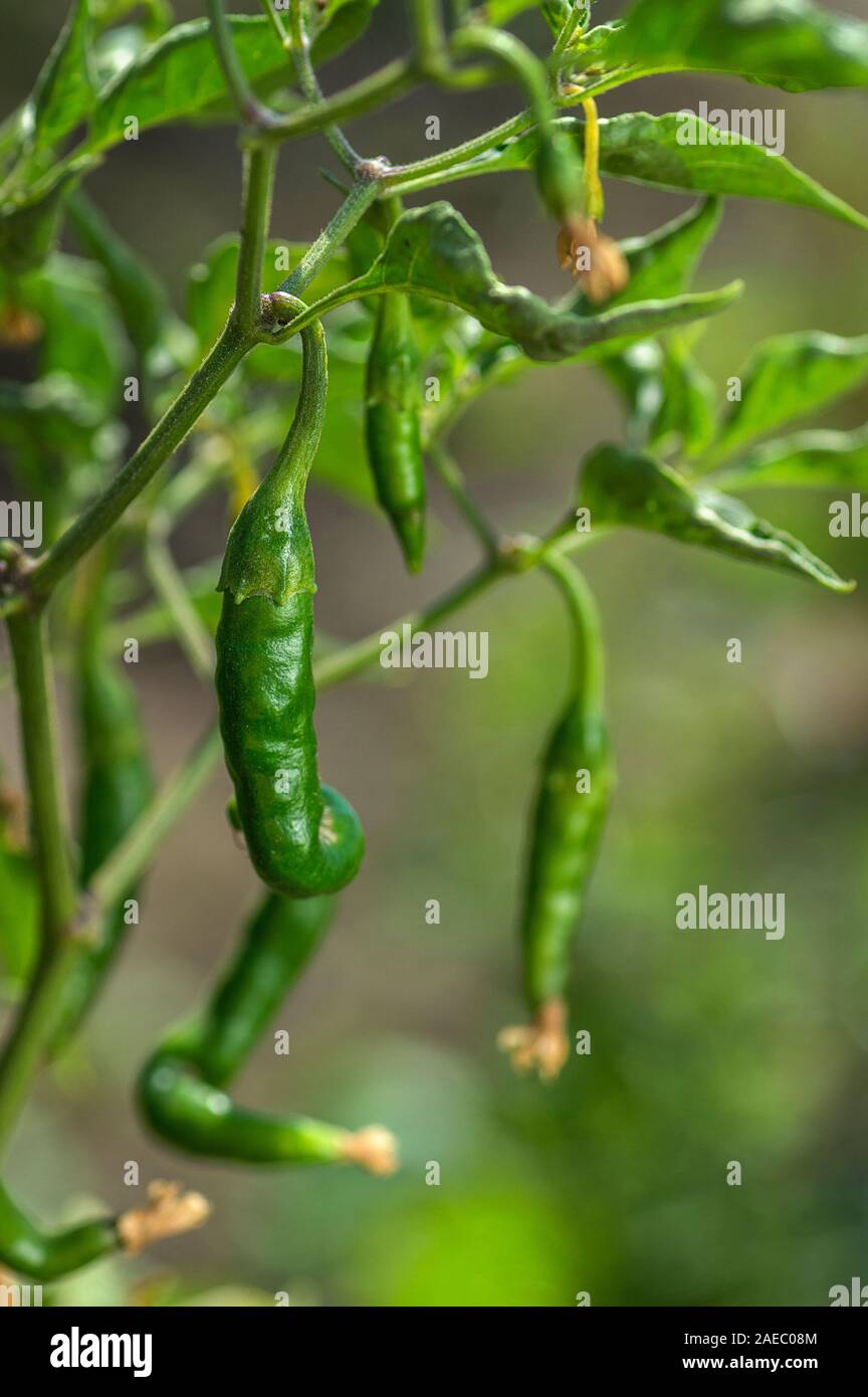 closeup of Green organic chili pepper on young plant at farm field ...