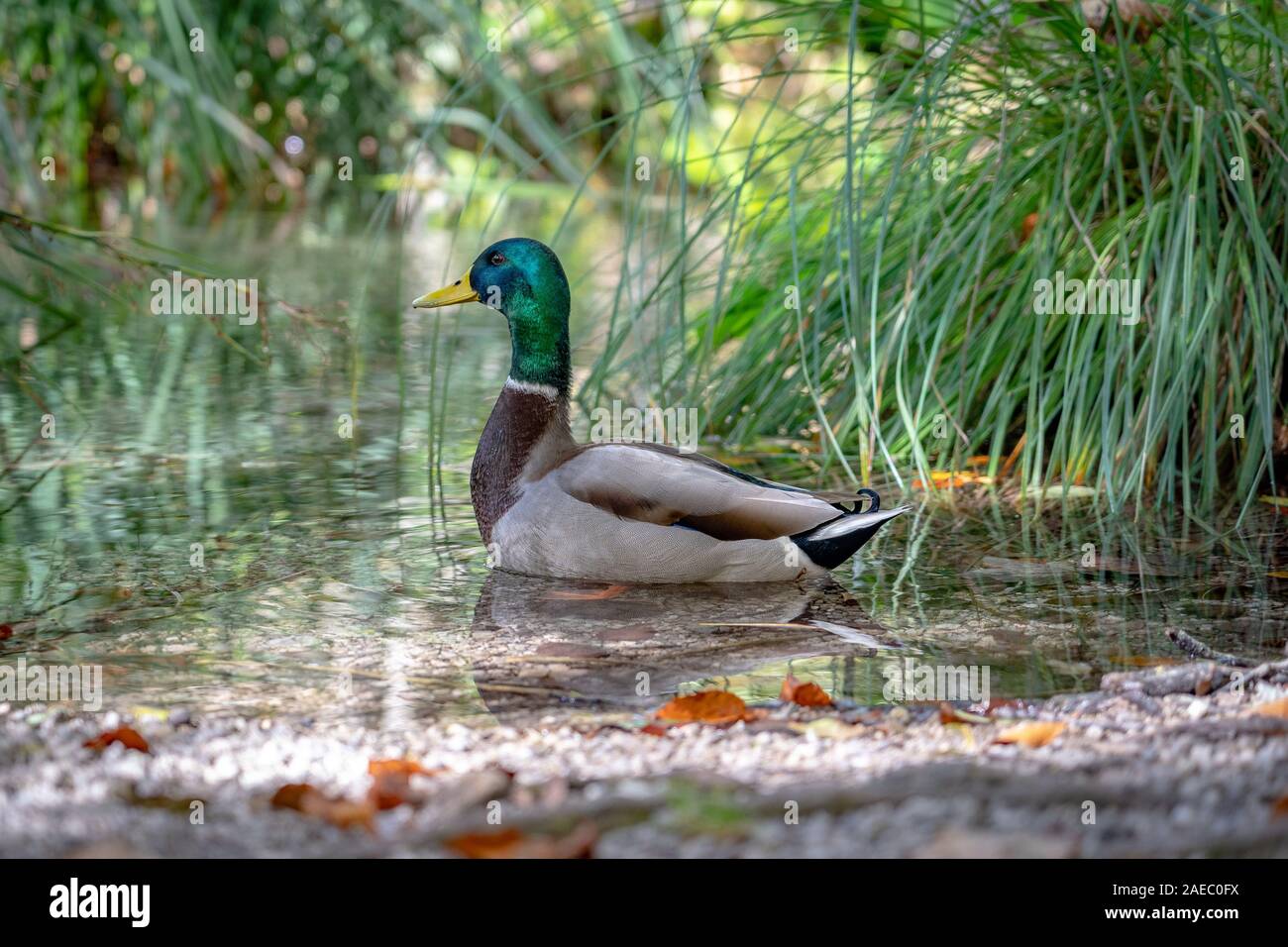 Drake bird in Plitvice Lakes National Park, Croatia Stock Photo - Alamy
