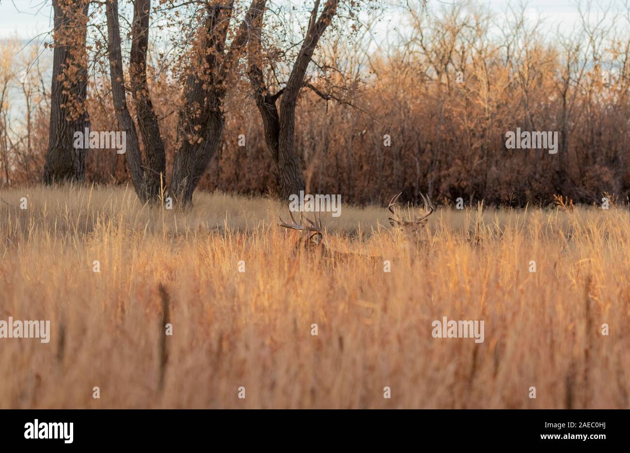 Whitetail Deer Buck During the fall Rut Stock Photo - Alamy