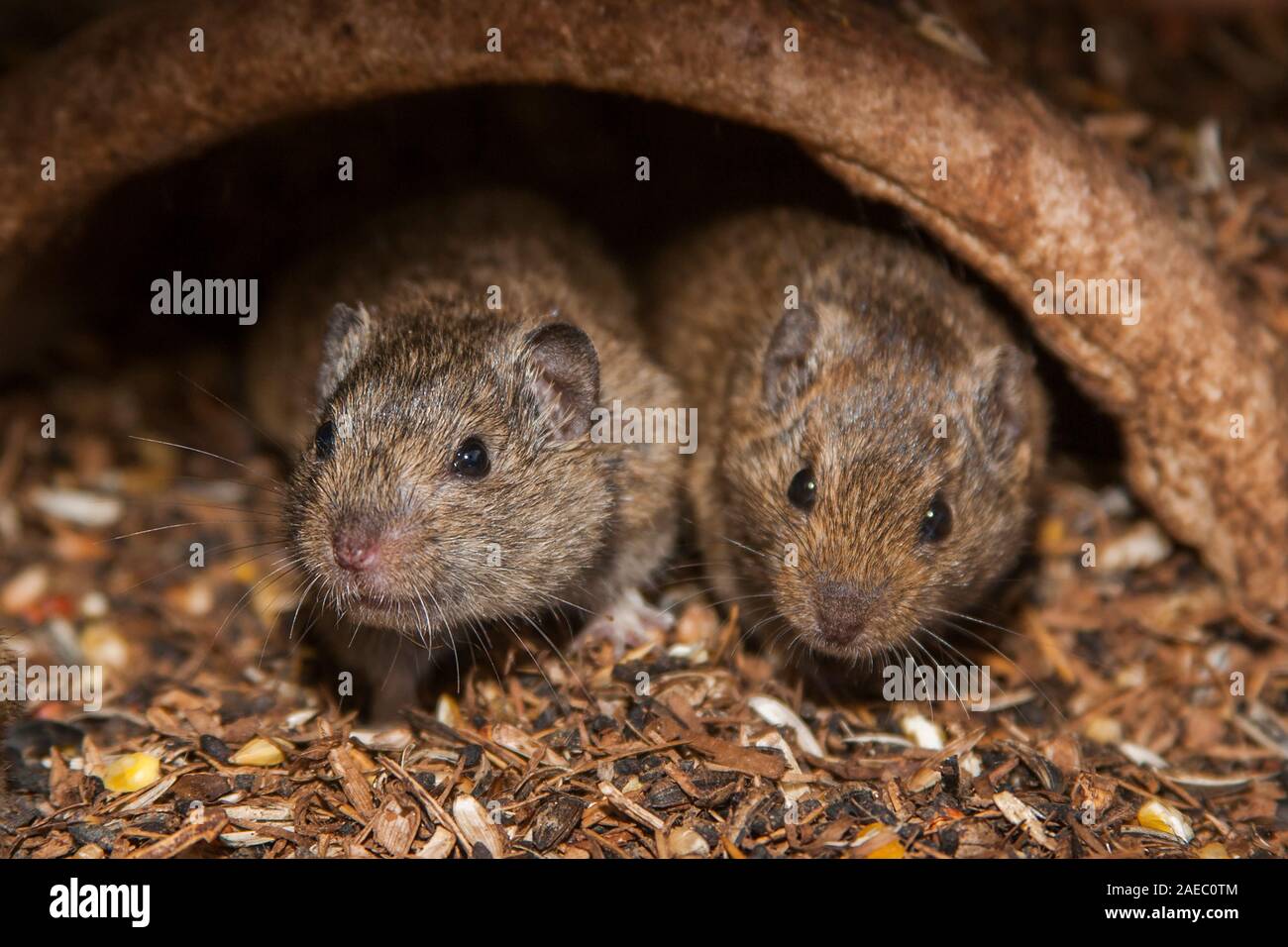 Social Vole (Microtus socialis) is a species of rodent in the family ...