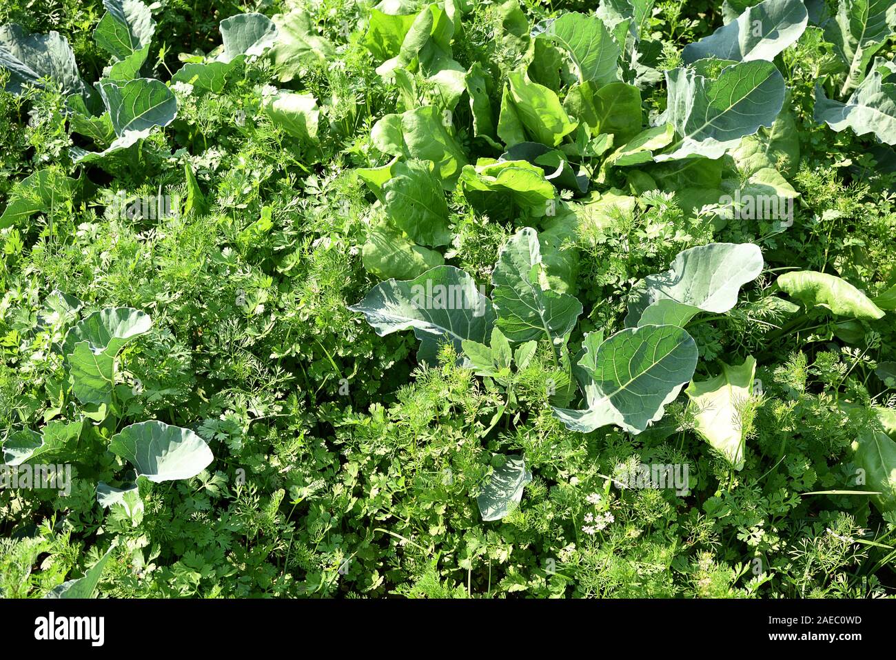 Fresh green coriander in garden or farm field Stock Photo - Alamy