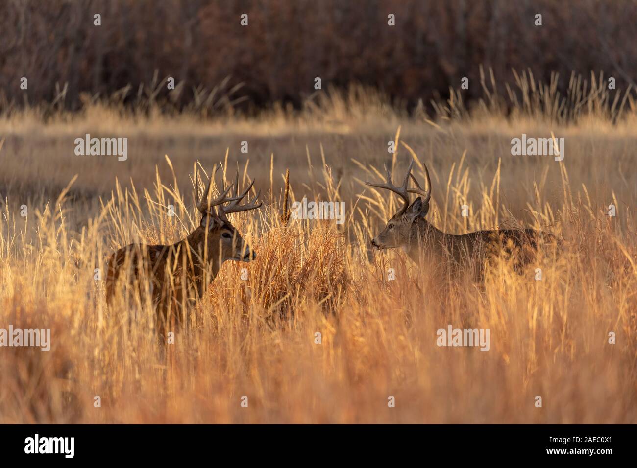 Whitetail Deer Buck During the fall Rut Stock Photo - Alamy