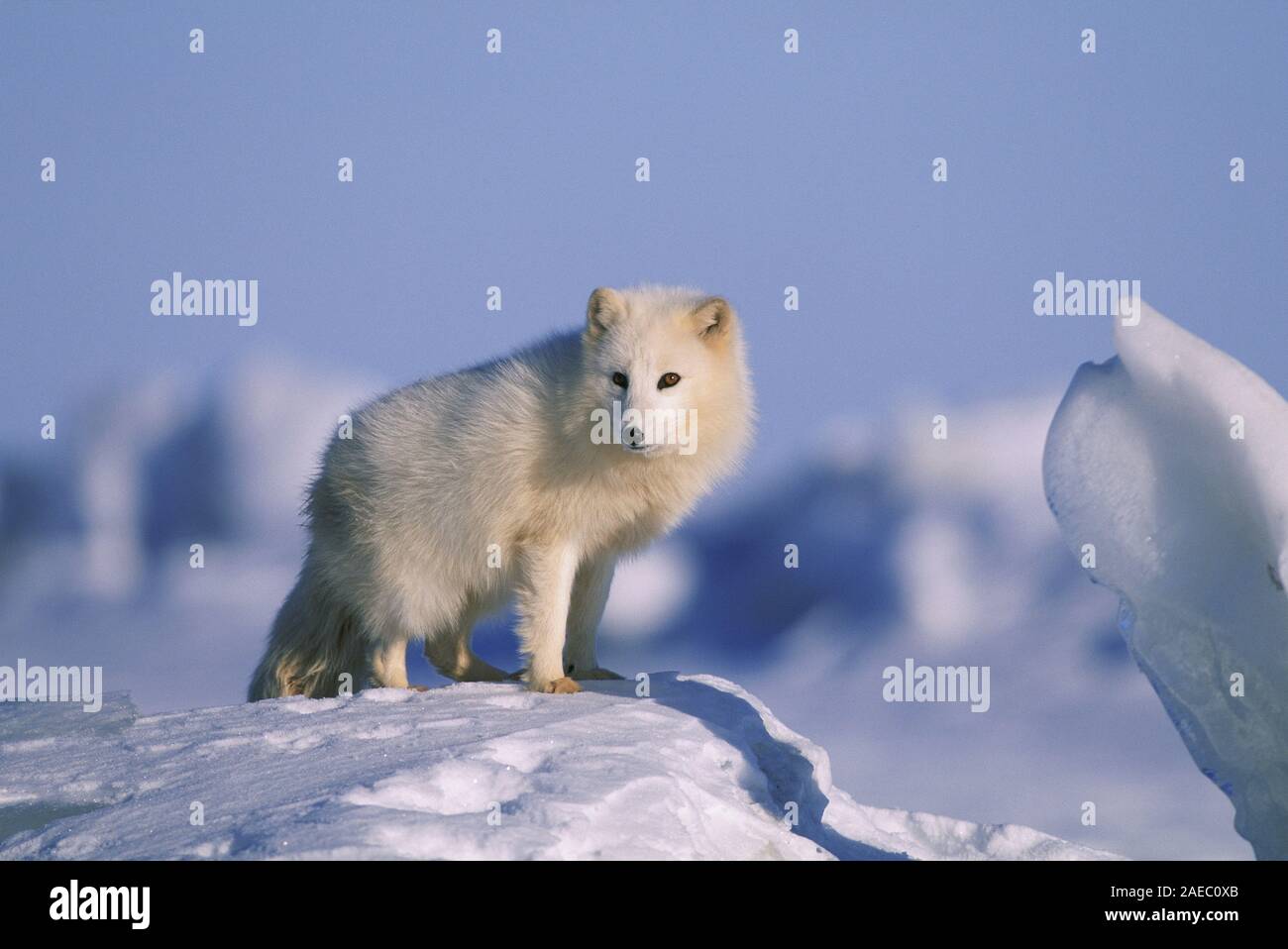 Arctic tundra biome hi-res stock photography and images - Alamy