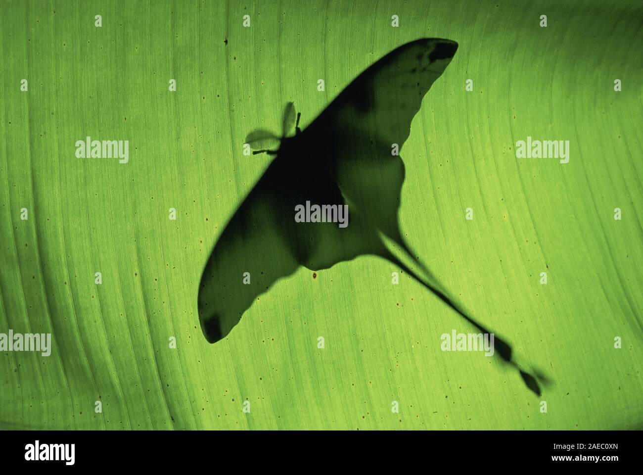 The madagascan sunset moth hi-res stock photography and images - Alamy