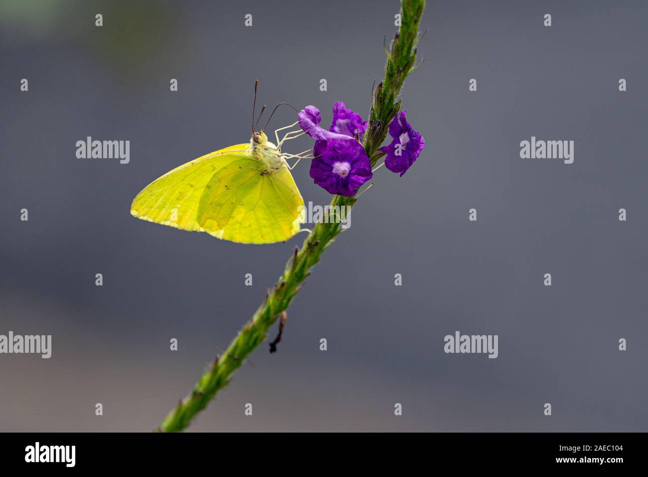 The mimosa yellow butterfly (Pyrisitia nise syn Eurema nise), is a ...