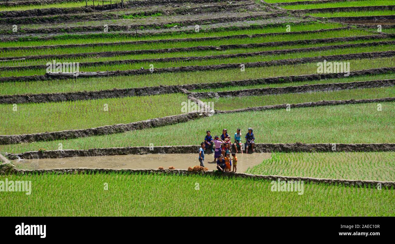 Yen Bai, Vietnam - May 28, 2016. Terraced rice field in Northwest ...
