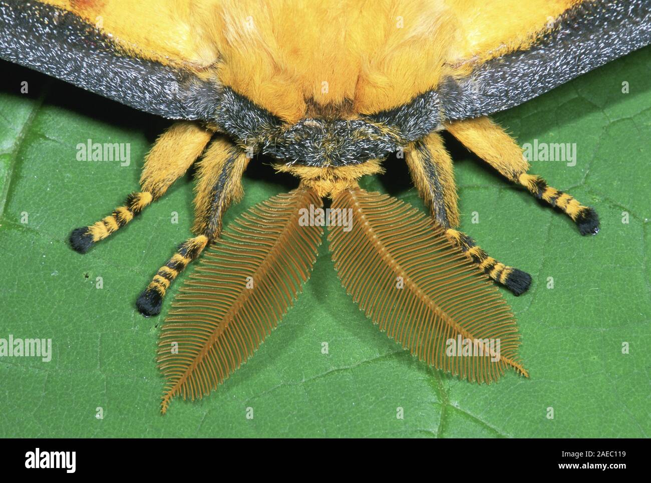 Madagascan Moon Moth (Argema mittrei) Macro photo of the incredibly ...