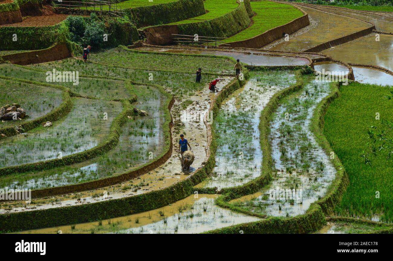 Yen Bai, Vietnam - May 28, 2016. Terraced rice field in Northwest ...