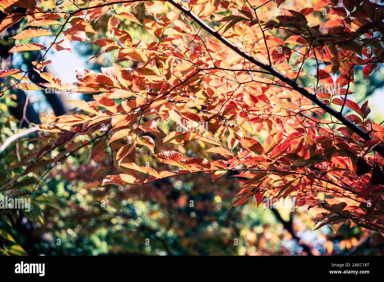 background autumn leaves in Japan Stock Photo - Alamy