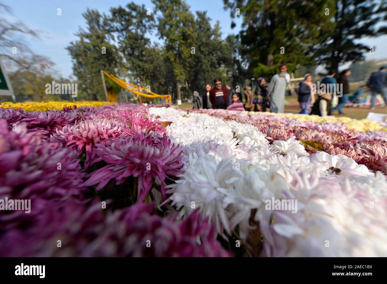 Islamabad, Pakistan. 8th Dec, 2019. Flowers are seen at the annual ...