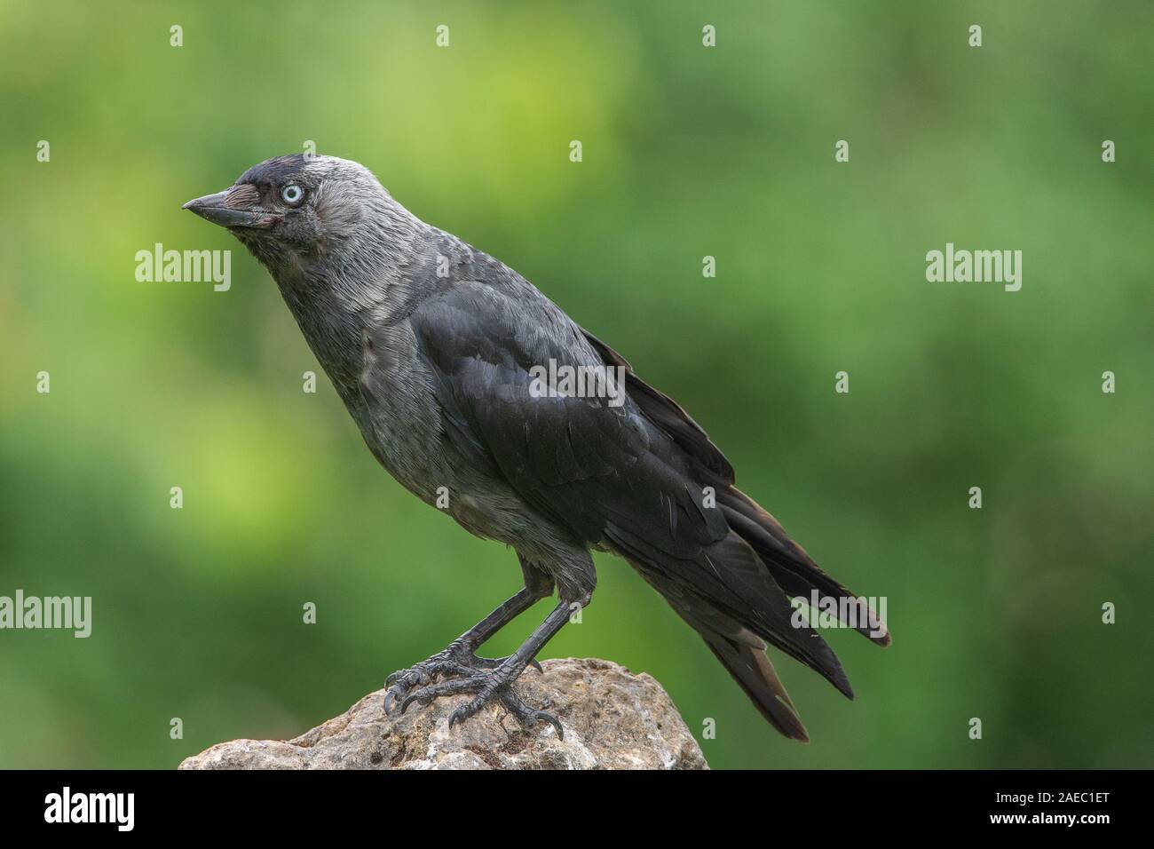 Dohle hi-res stock photography and images - Alamy