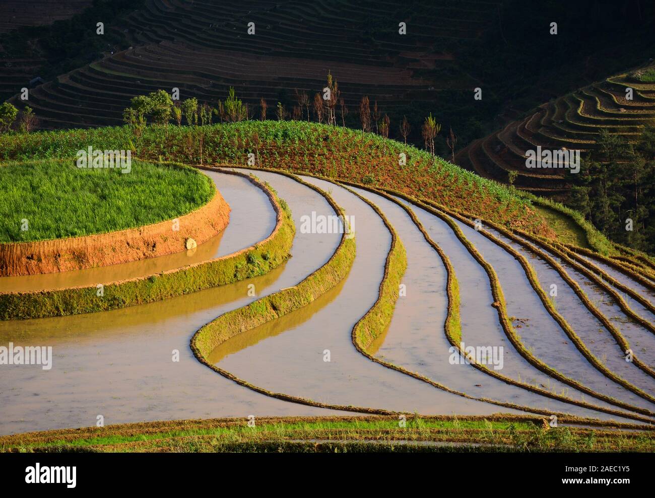 Terraced rice field in Mu Cang Chai, Northwest Vietnam. Terraced rice ...
