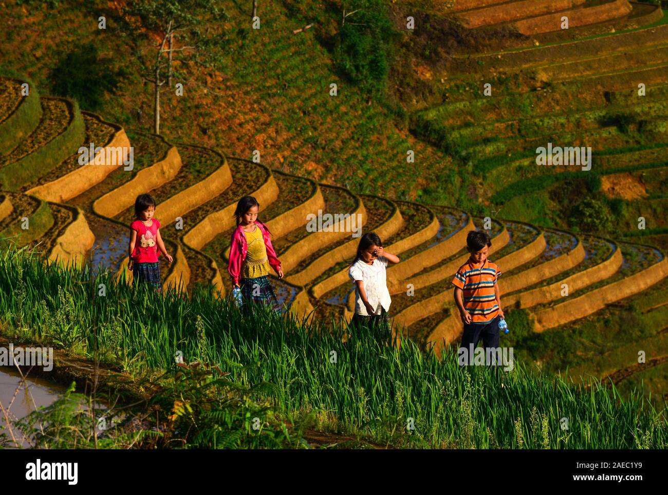 Children playing in rice field hi-res stock photography and images - Alamy