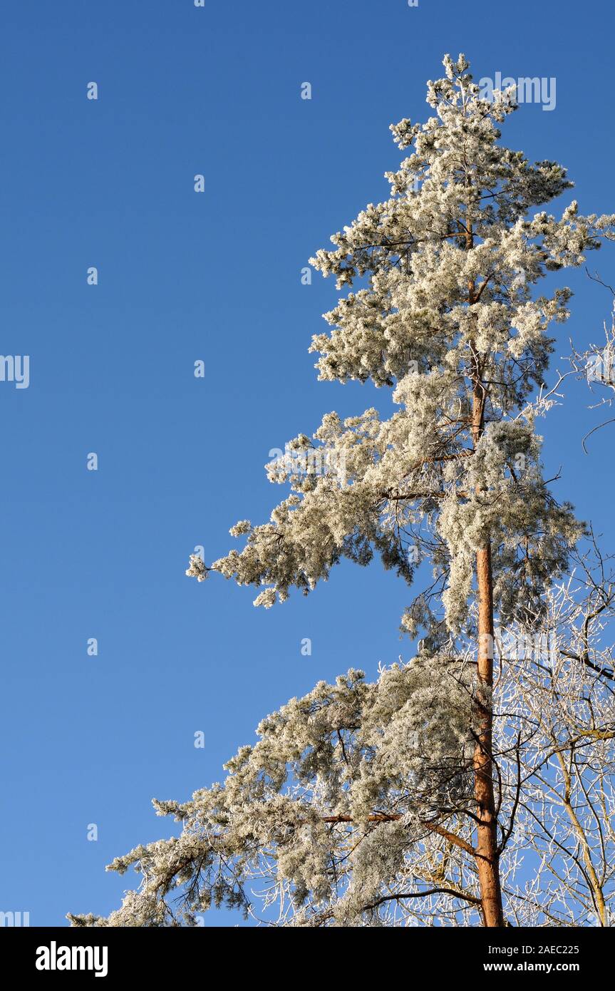 branches of a pine tree covered with rime ice on sunny morning in ...