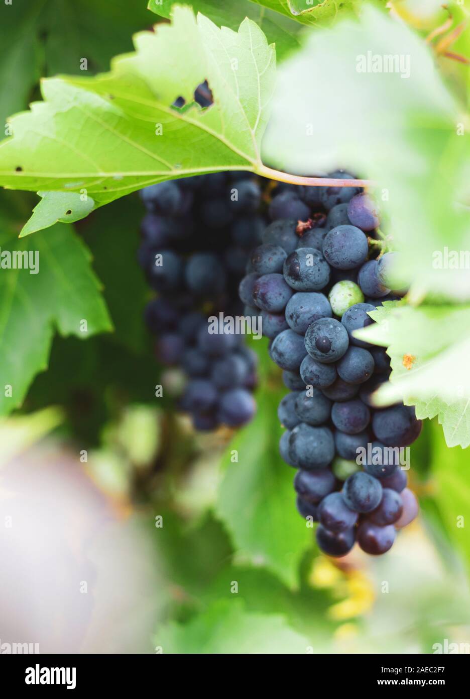 Ripe grapes in the vineyard, ready for harvesting, somewhere in the ...
