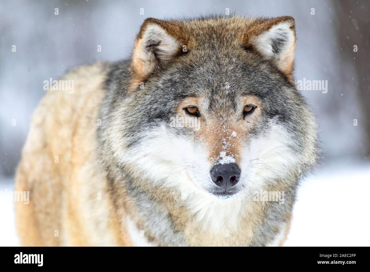 Beautiful Wolf High Resolution Stock Photography and Images - Alamy
