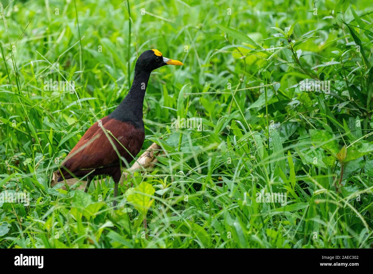 northern jacana or northern jaçana (Jacana spinosa) is a wader bird ...