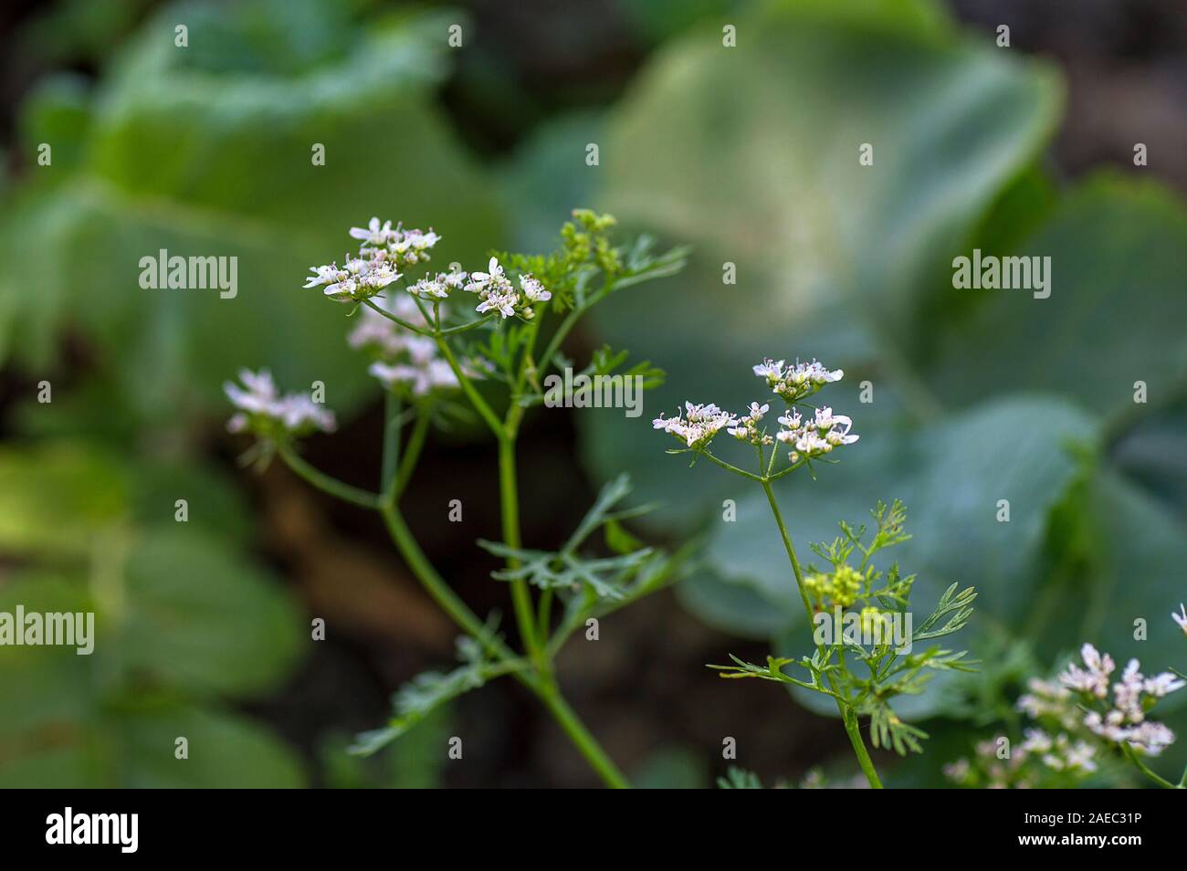 Closeup of Coriander flowers on the plant in a farm field Stock Photo ...
