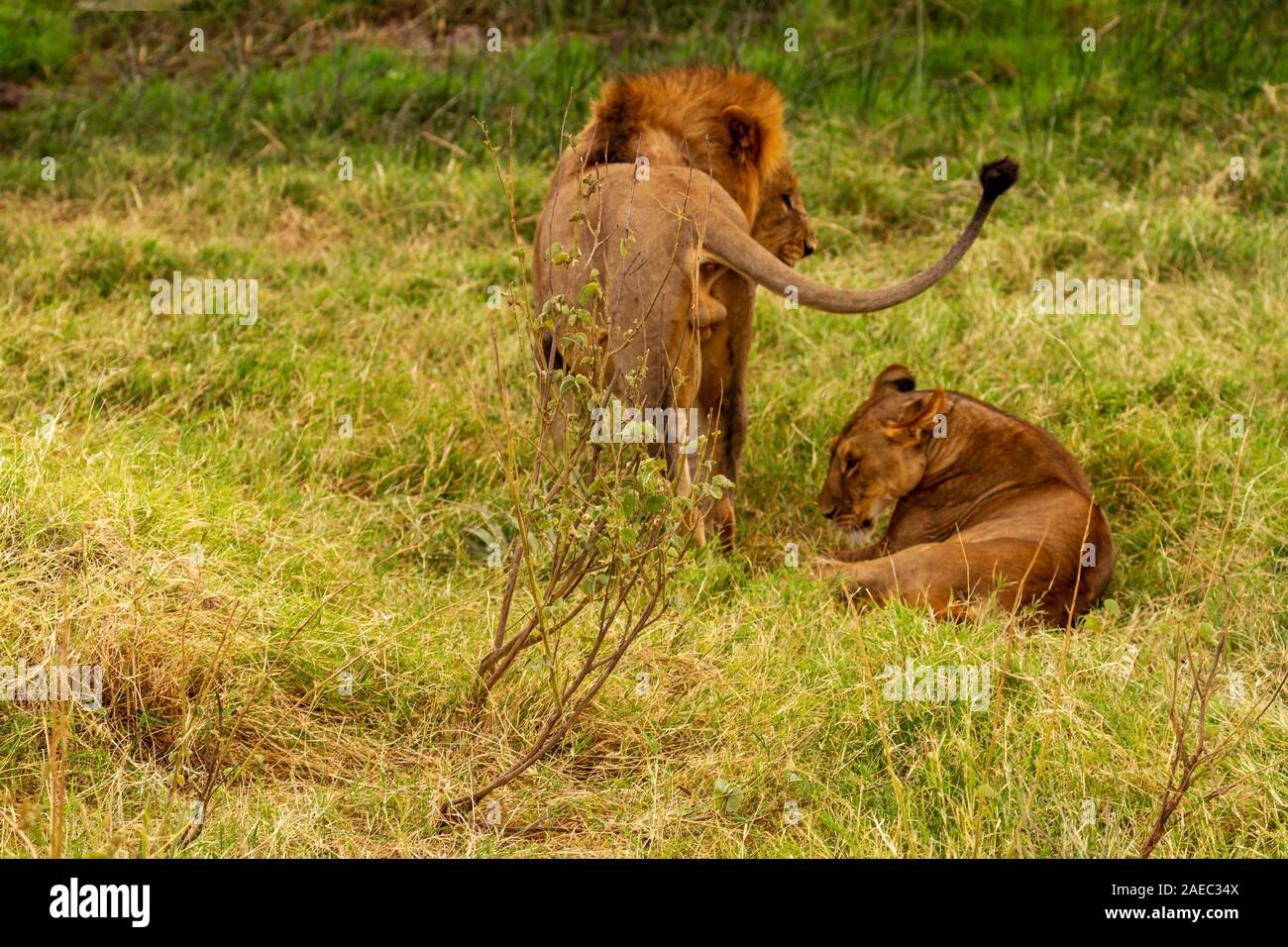 Lion Tail High Resolution Stock Photography and Images - Alamy