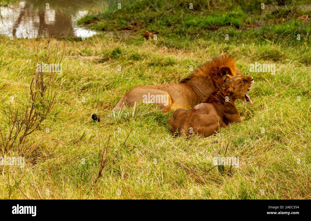 Mating lion pair, male and female, Panthera Leo, Samburu National ...