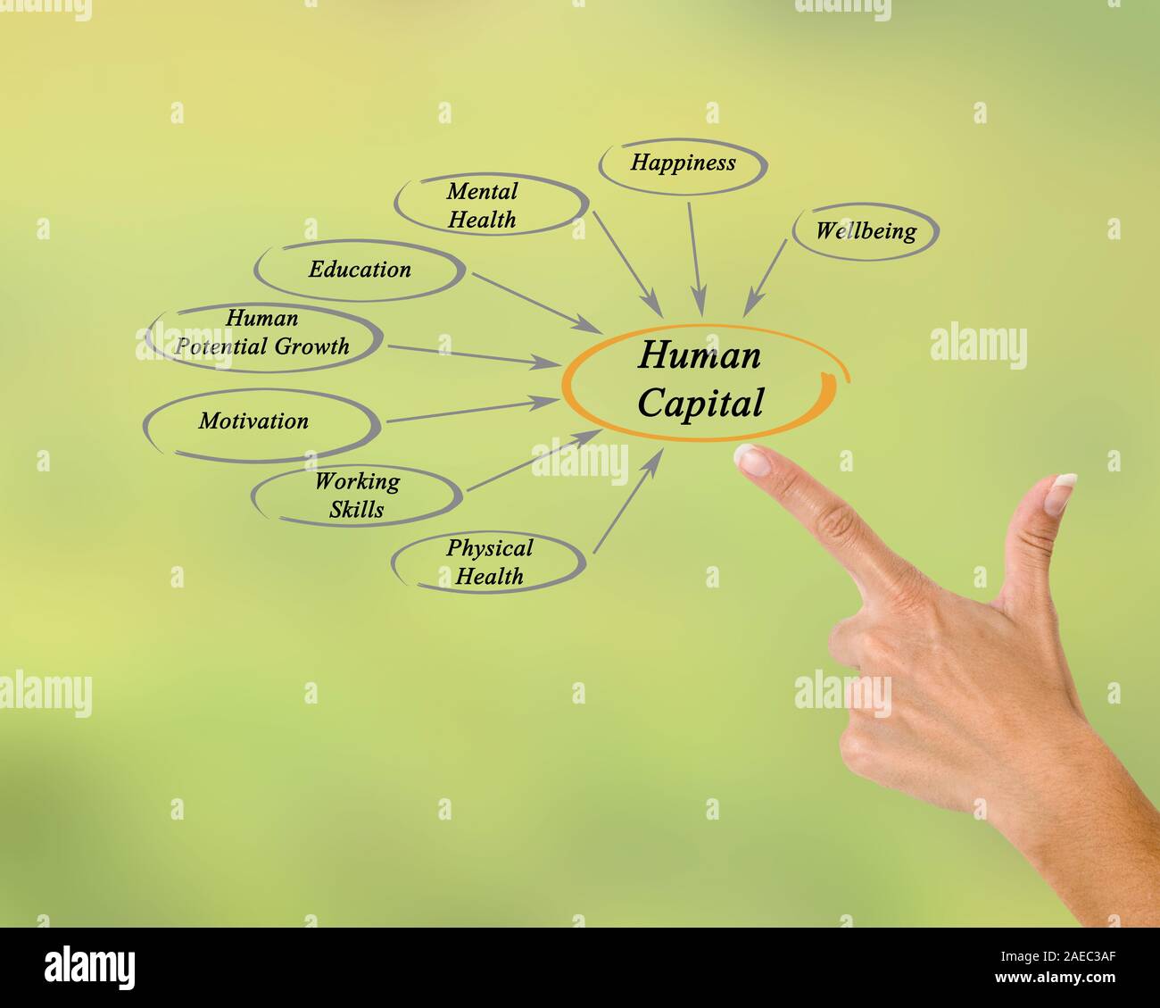 Diagram of Human Capital Stock Photo - Alamy