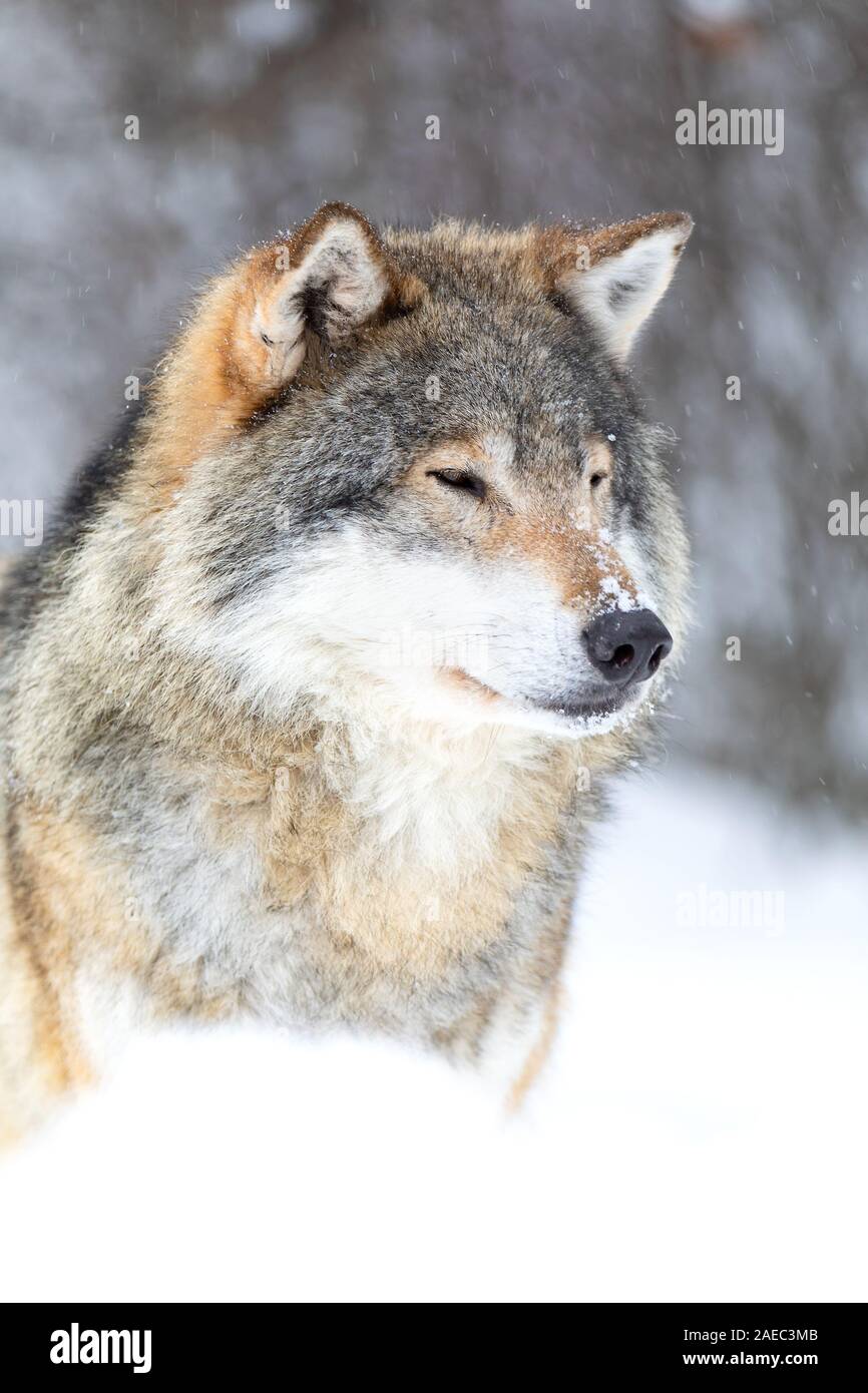 Wolf nose hi-res stock photography and images - Alamy