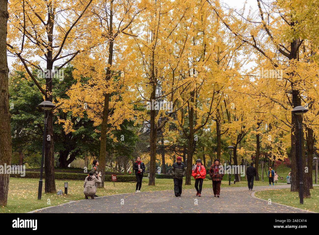 Gingko tree china famous hi-res stock photography and images - Alamy