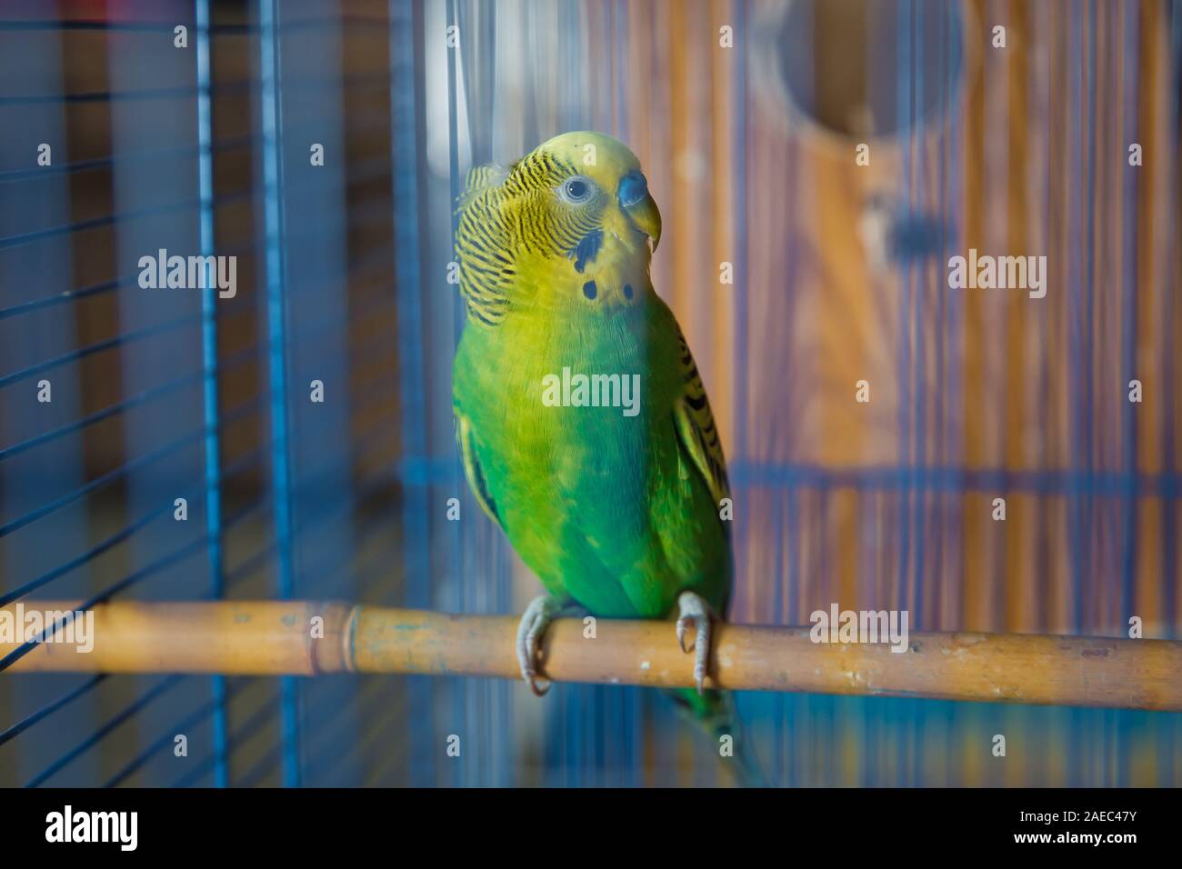 Parakeets . Green wavy parrot sits in a cage . Rosy Faced Lovebird ...