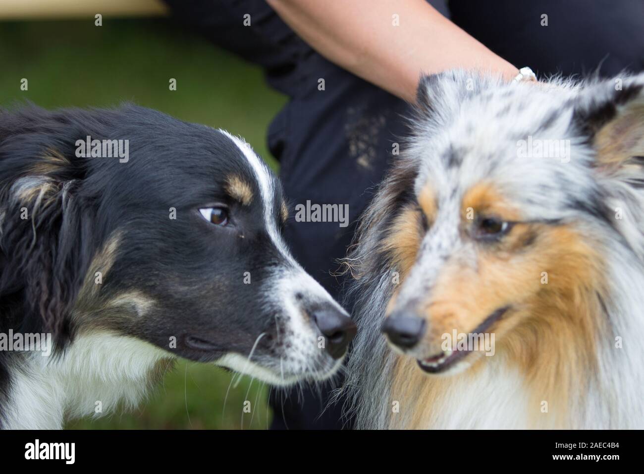 A Border Collie give his Collie friend a kiss at dog school, Germany ...