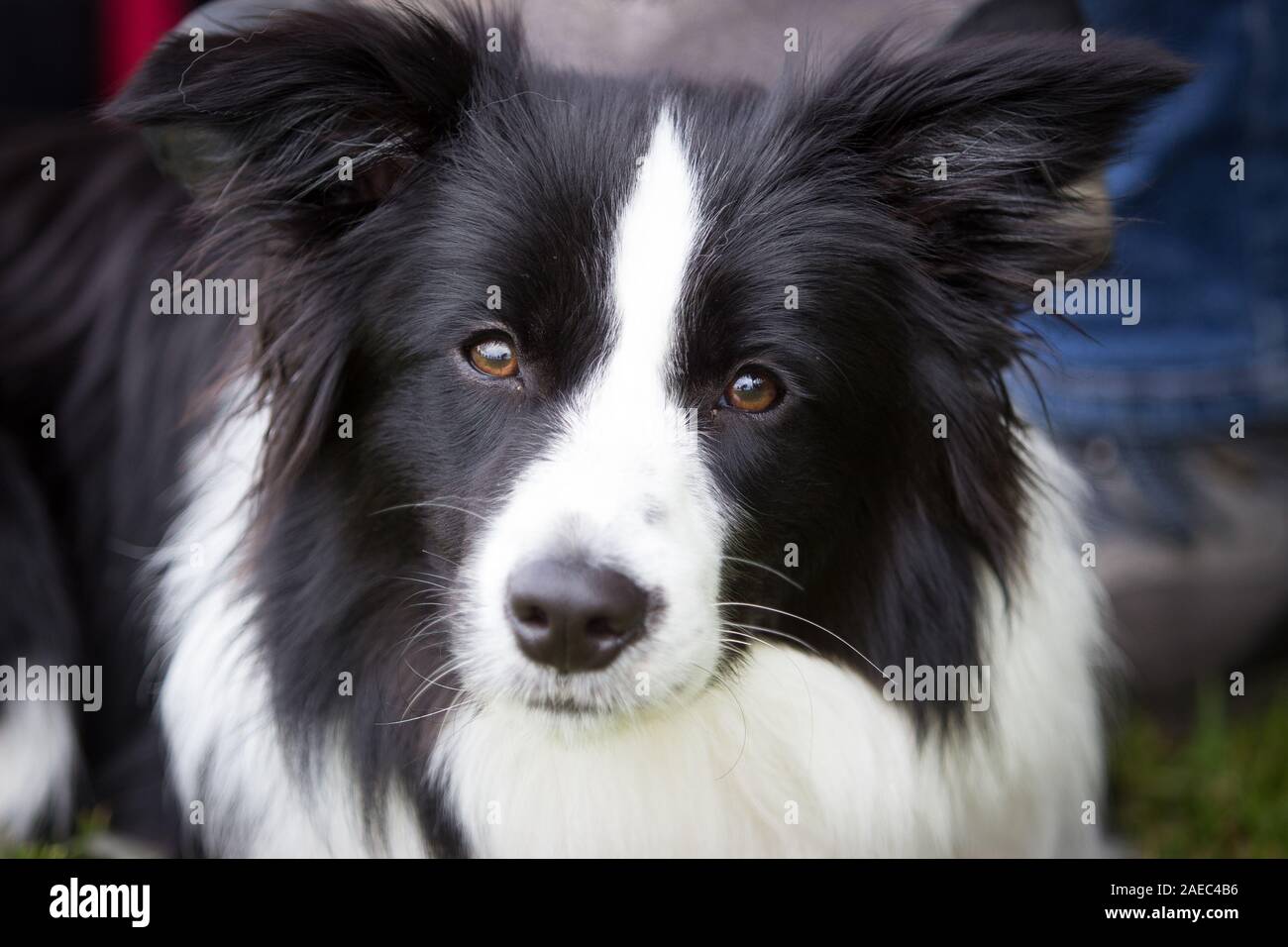 A Border Collie look into the camera. Dog school, Germany Stock Photo ...