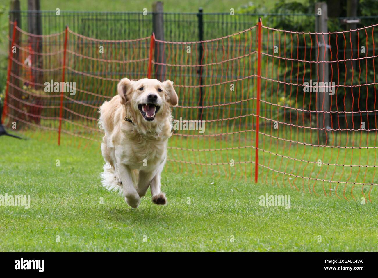 A Golden Retriever run to his master at dog race, organized by dog ...