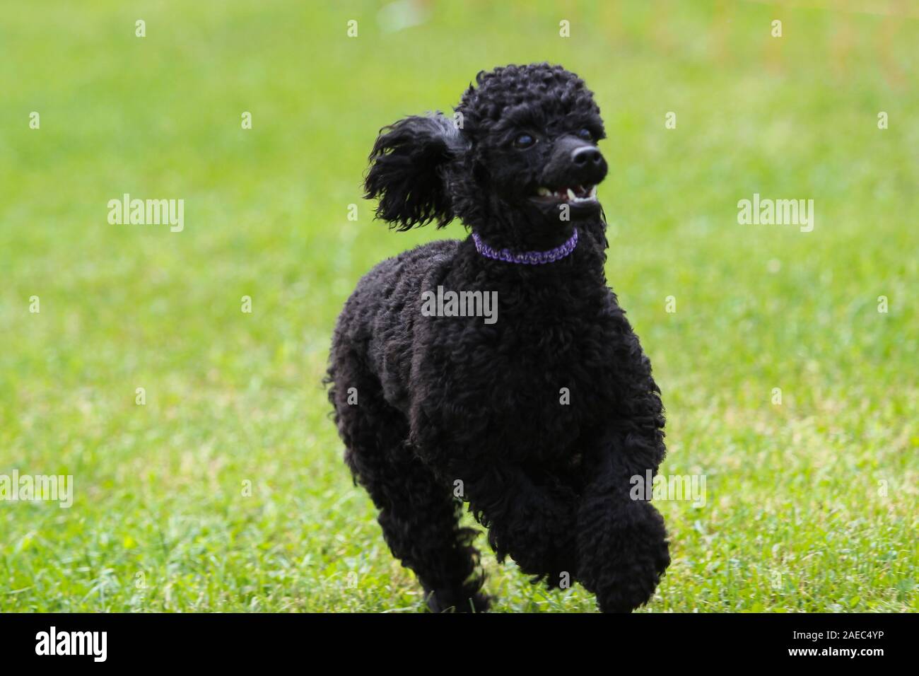 Poodle sprint to his master in dog school Stock Photo - Alamy
